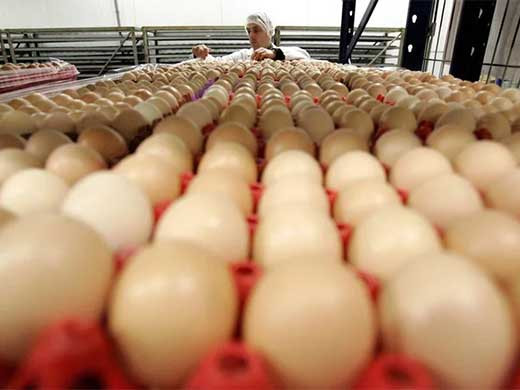 TDLC aprueba acuerdo extrajudicial firmado entre la FNE y Chilehuevos tras investigación que ...