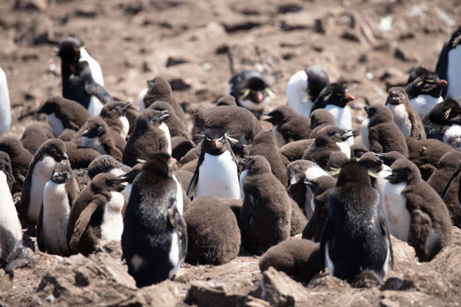 Se vende una de las islas Malvinas con sus miles de pingüinos