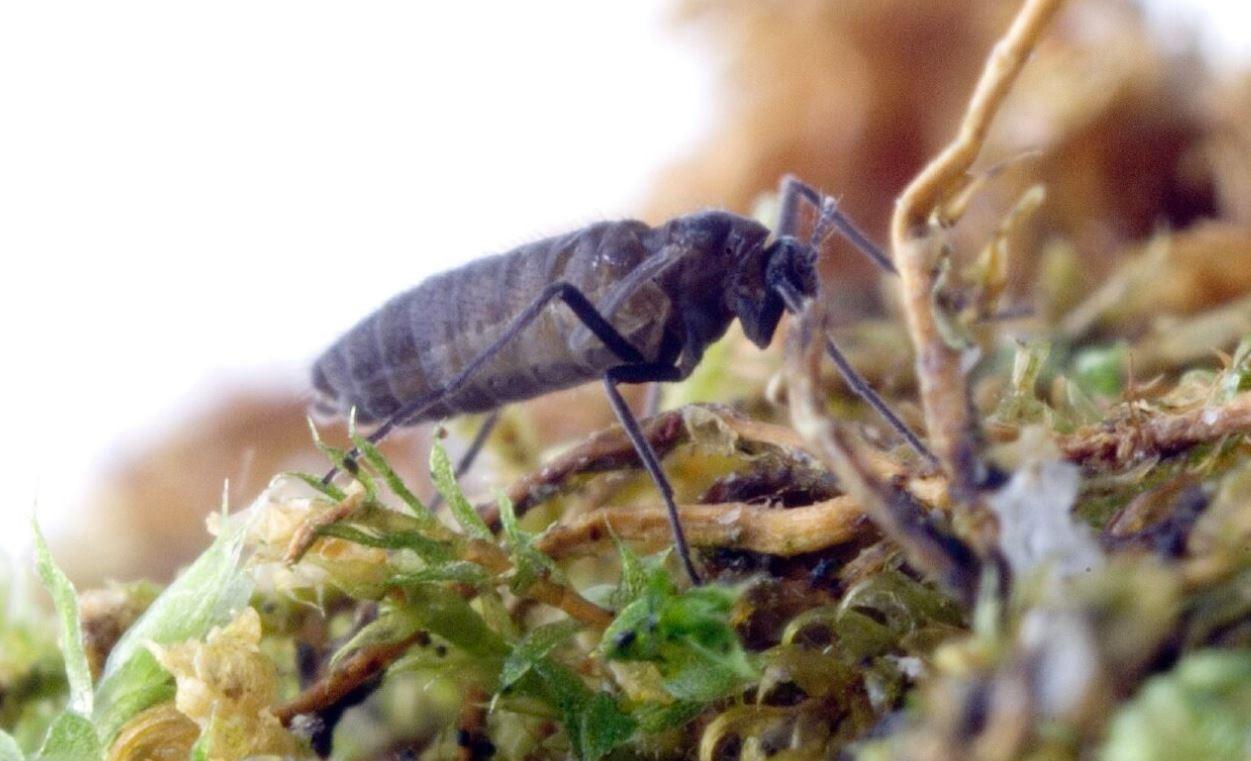 Un mosquito invasor transforma el suelo de un isla antártica