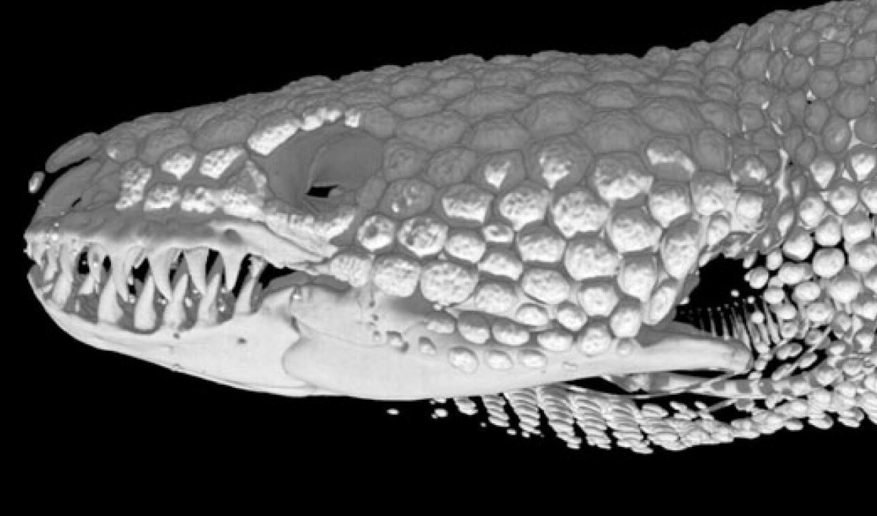 Las hembras de monstruos de Gila luchan con más ardor que los machos