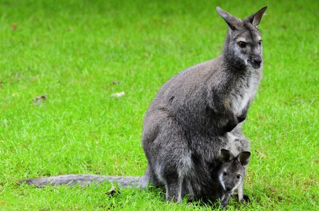 Los marsupìales pueden ser los mamíferos más evolucionados