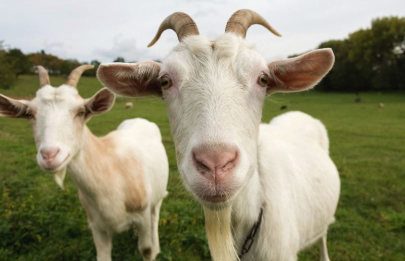 Las cabras distinguen emociones en el tono de la voz humana