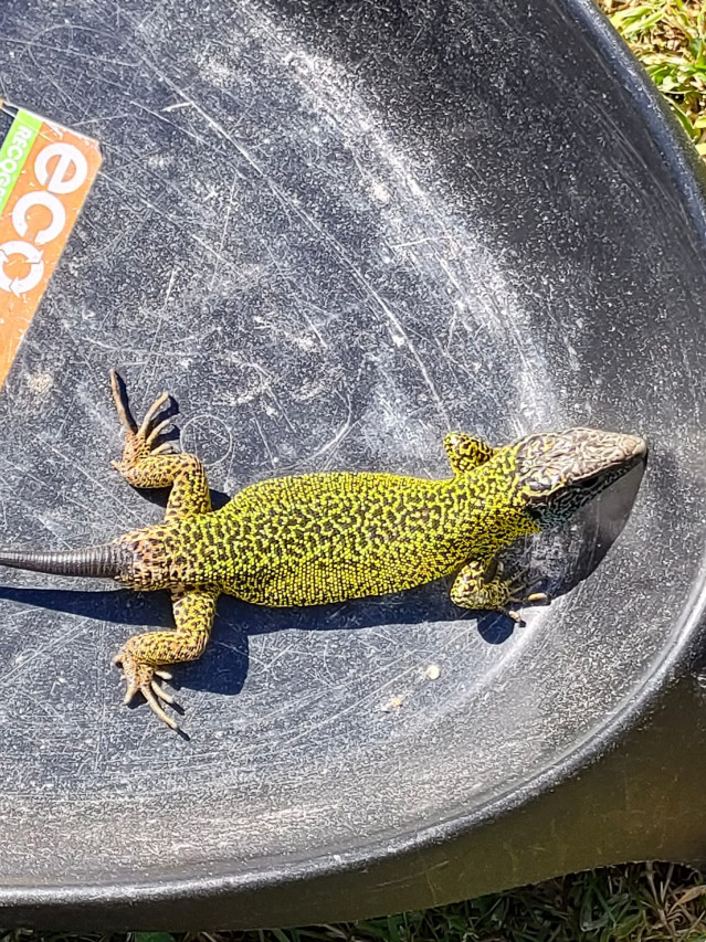 Un completo fósil escocés arroja luz sobre el origen de los lagartos